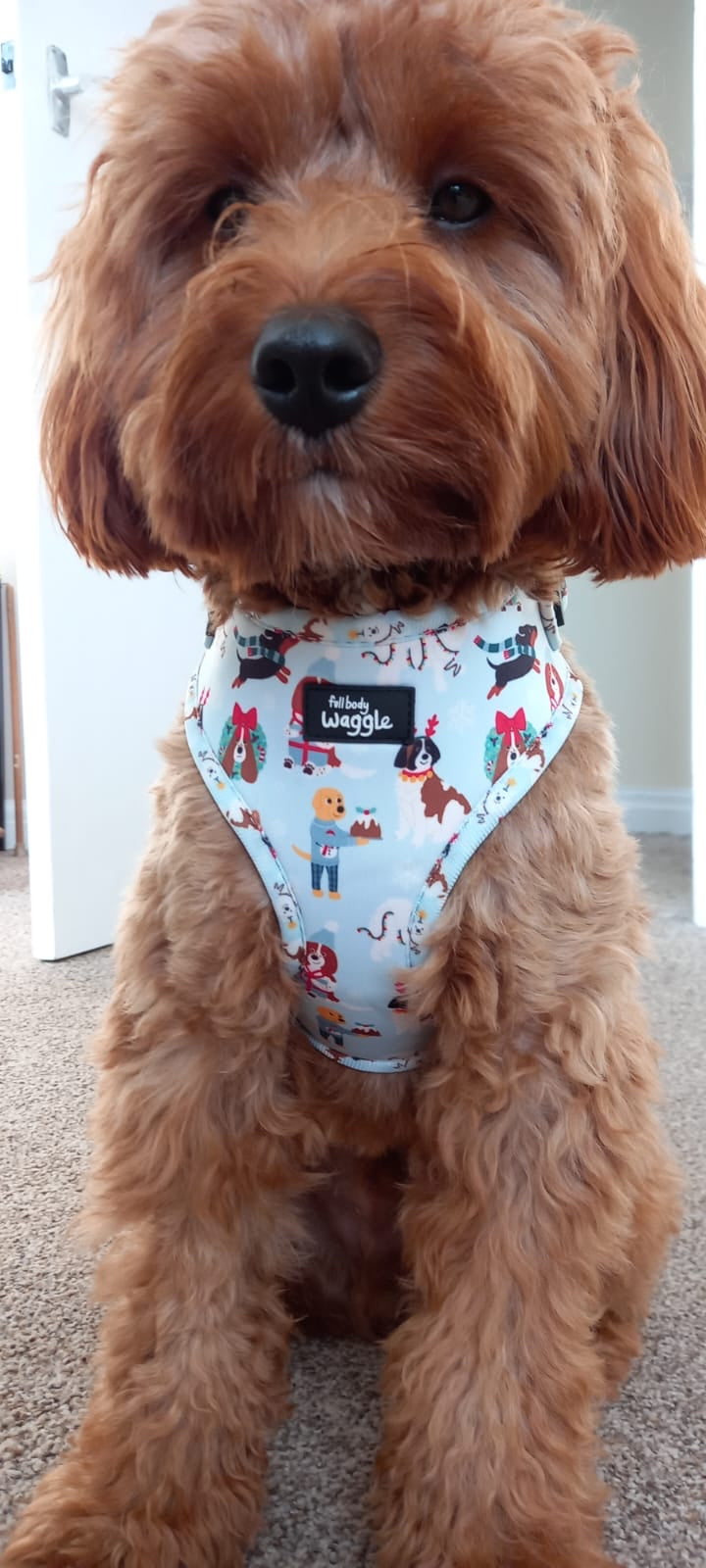 Christmas Pups - adjustable harness – Full Body Waggle