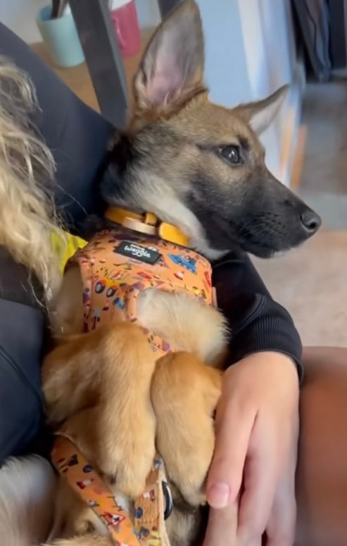 Dogs at Work - adjustable harness – Full Body Waggle